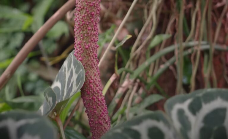 Do Walking Palm Trees Truly Take a Stroll? Unveiling the Mystery!