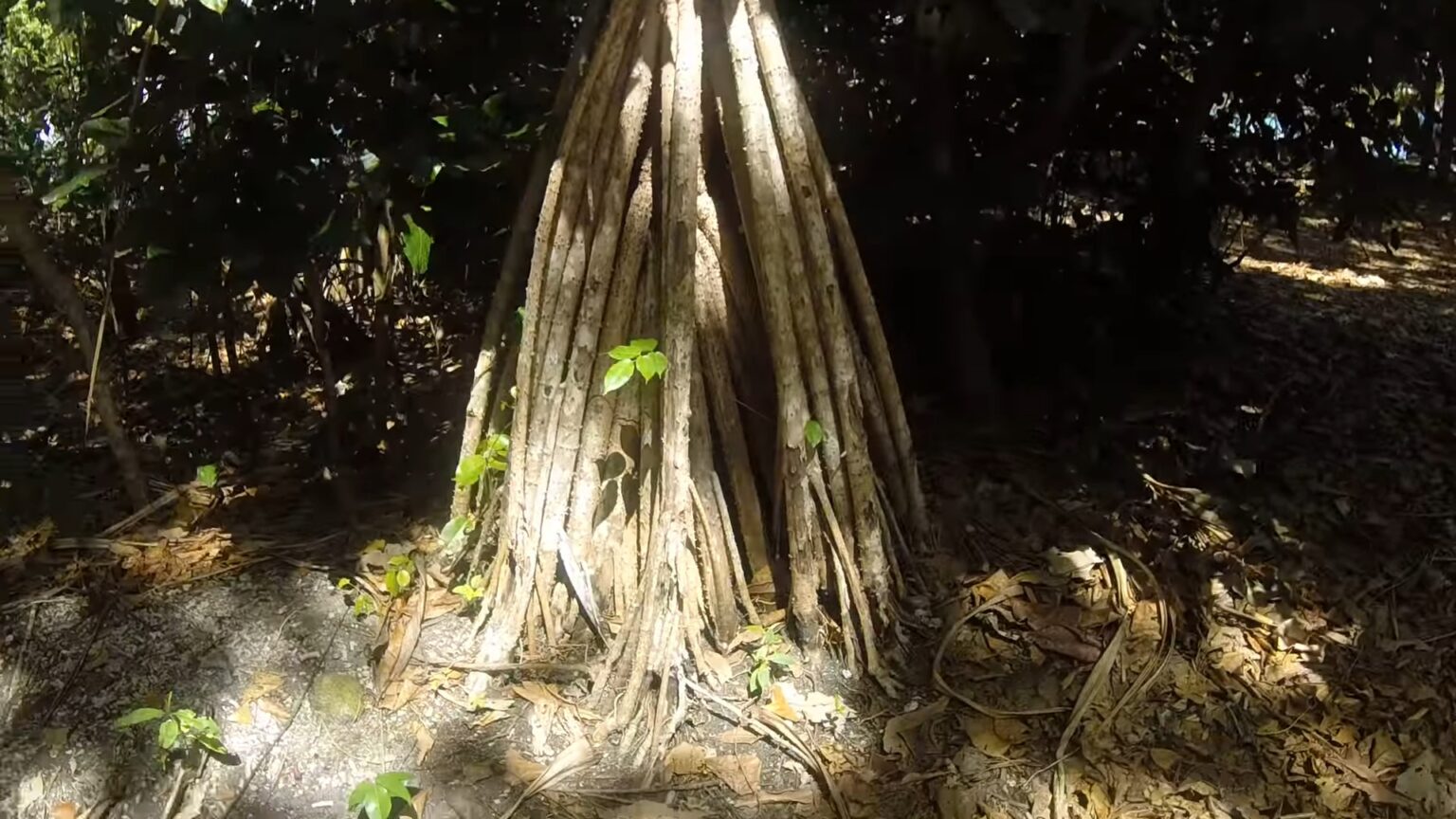 Do Walking Palm Trees Truly Take a Stroll? Unveiling the Mystery!