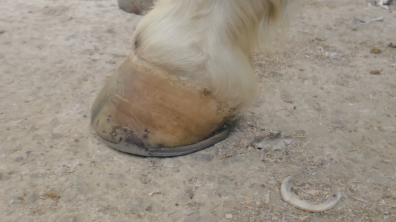 Why Do Horses Need Hooves? Unveiling the Essential Equine Foundation ...