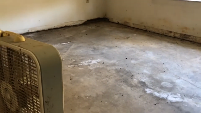 Mold Testing Timeline: 10 Tips for Understanding How Long It Takes - Trover