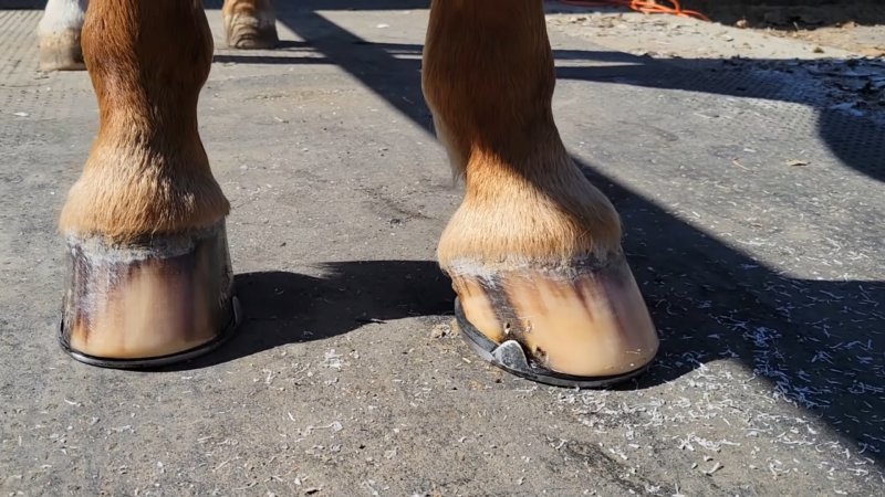 Why Do Horses Need Hooves? Unveiling the Essential Equine Foundation ...