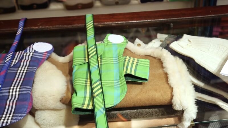 Trendsetting Styles in Pet Fashion Revealed: 2024 and Beyond - Trover