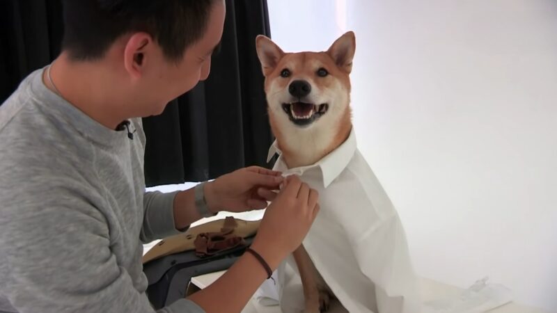 Trendsetting Styles in Pet Fashion Revealed: 2024 and Beyond - Trover